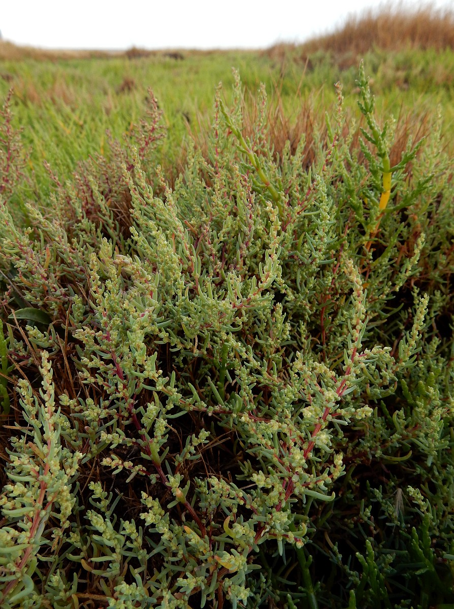 Suaeda maritima, Sea Blite