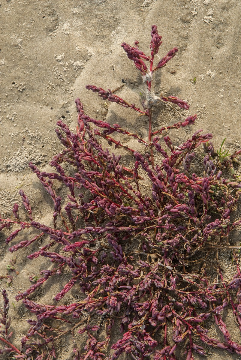 Suaeda maritima, Sea Blite