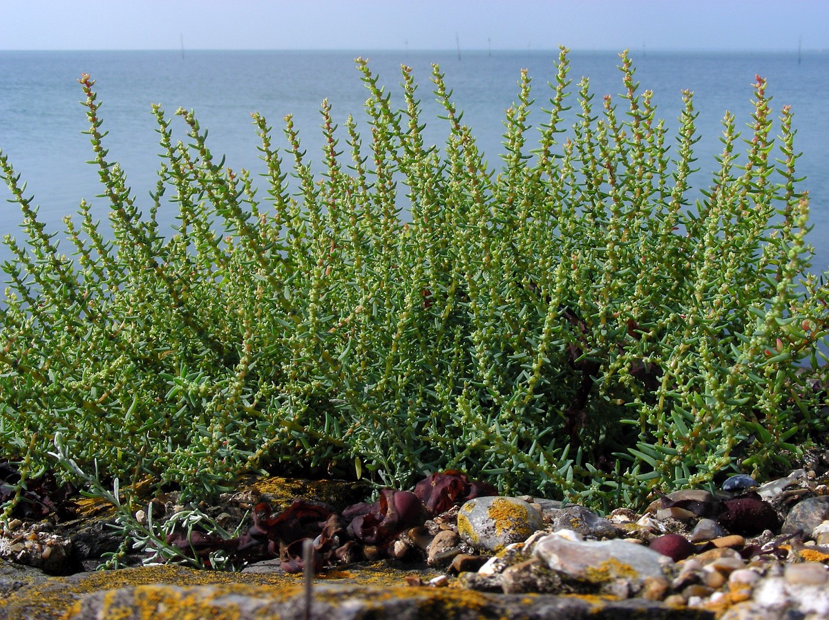 Suaeda maritima, Sea Blite