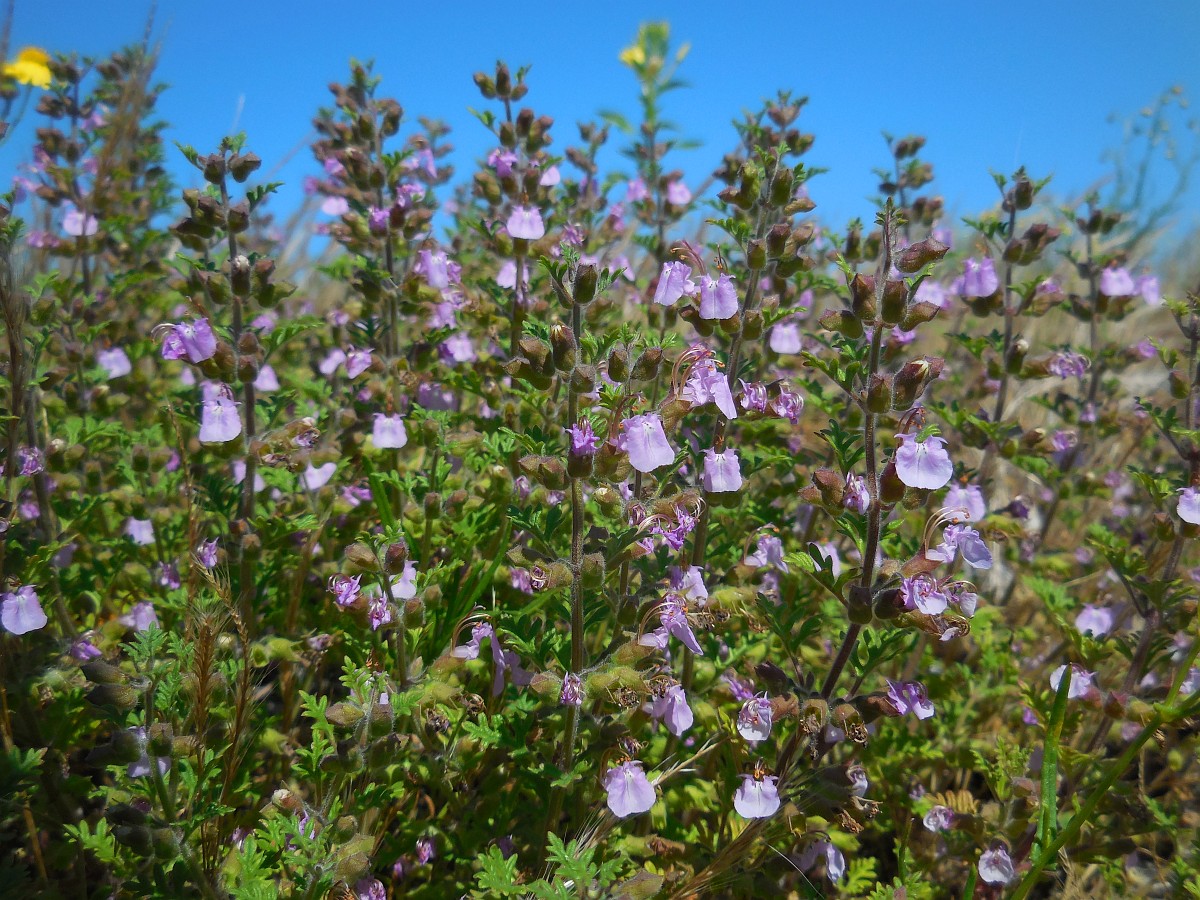 Teucrium botrys, Cut Leaved Germander
