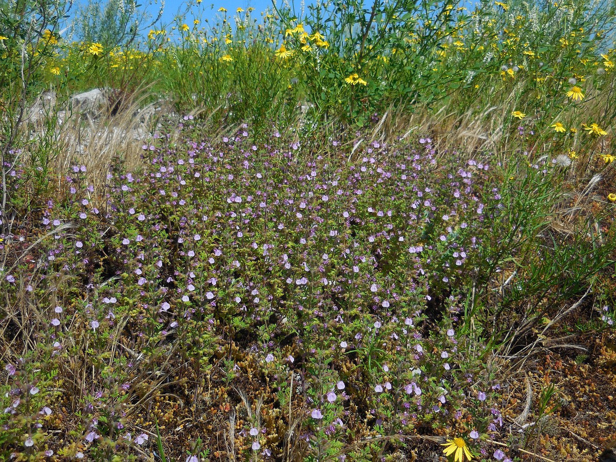 Teucrium botrys, Cut Leaved Germander