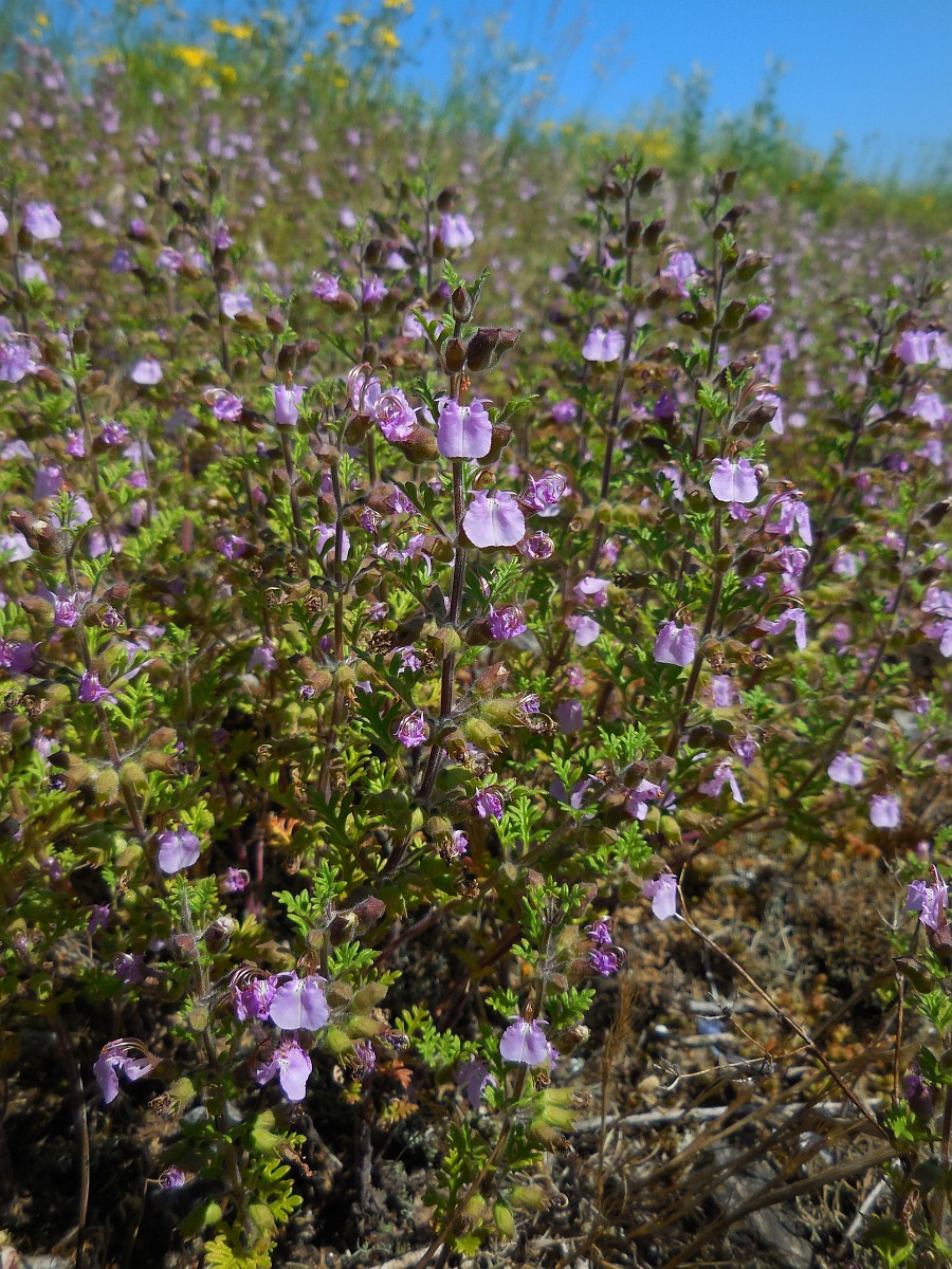 Teucrium botrys, Cut Leaved Germander