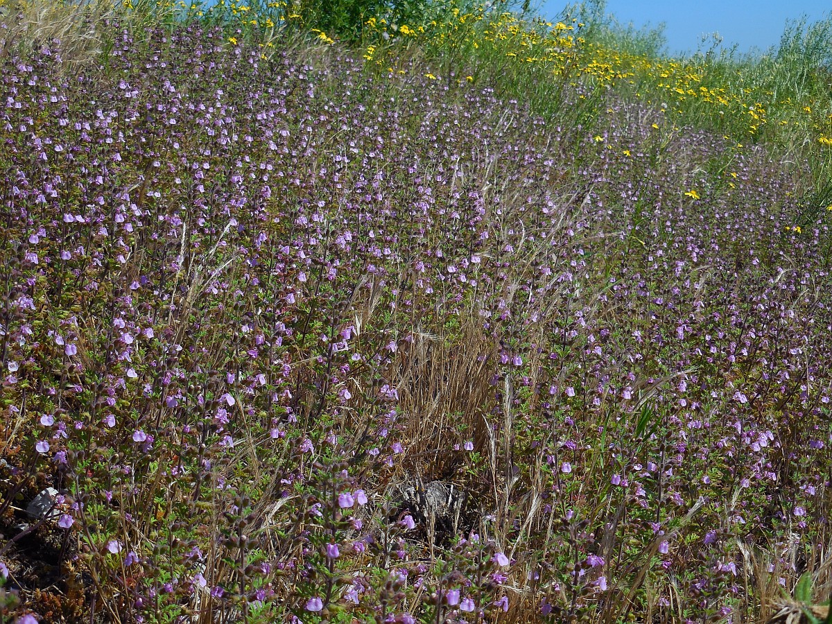 Teucrium botrys, Cut Leaved Germander