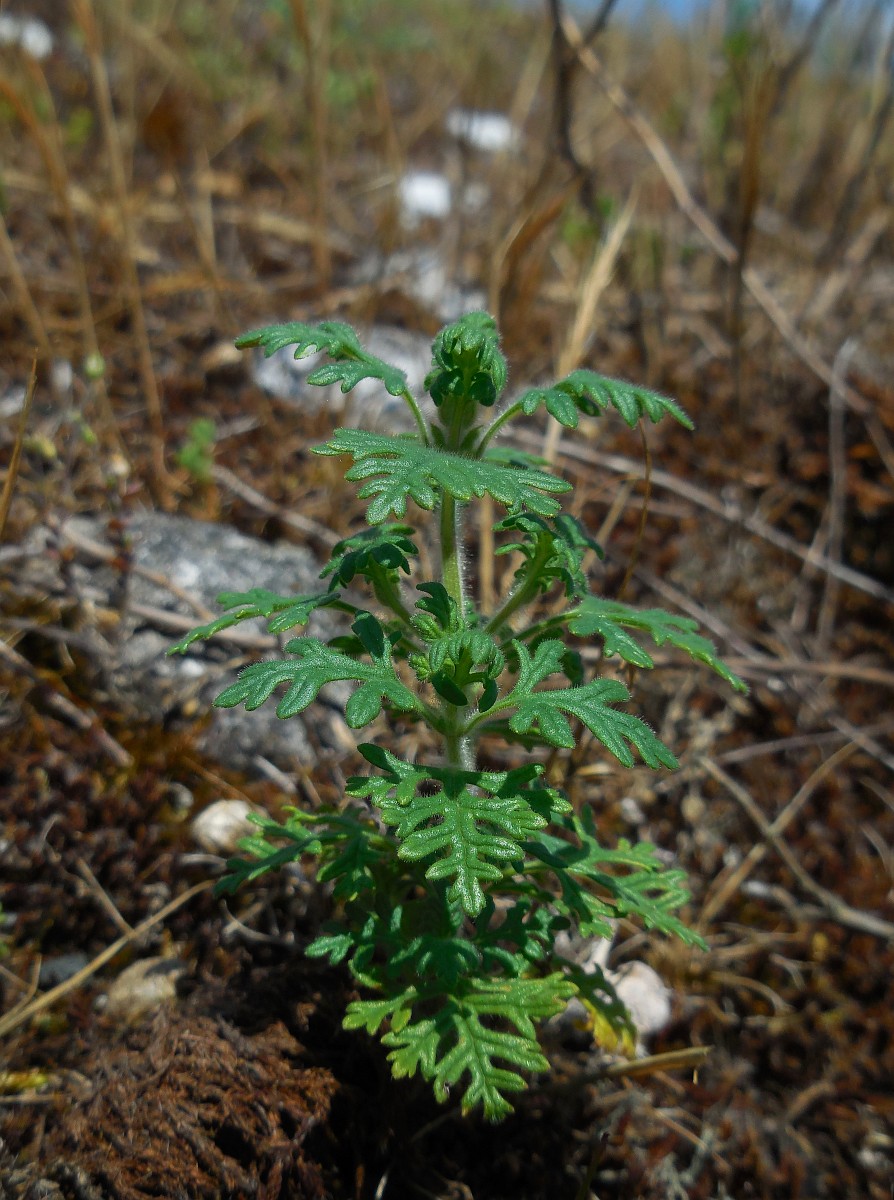Teucrium botrys, Cut Leaved Germander
