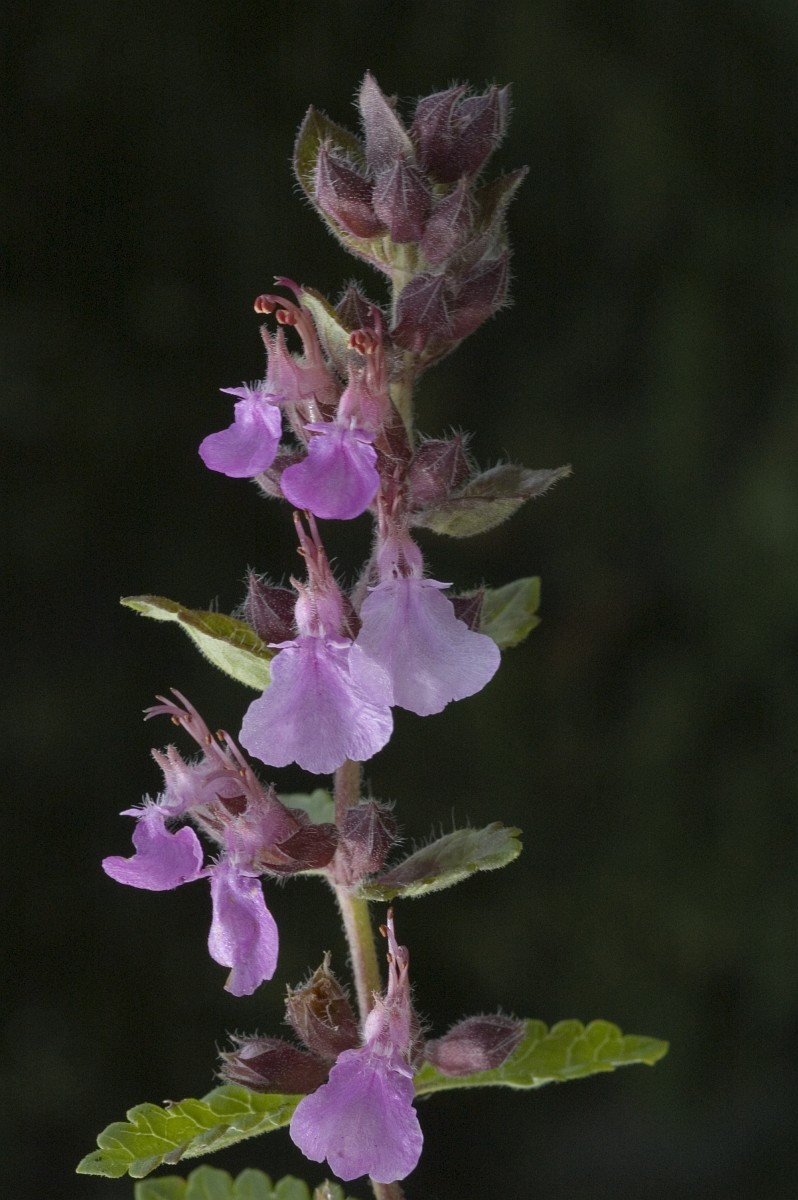 Teucrium chamaedrys, Wall Germander