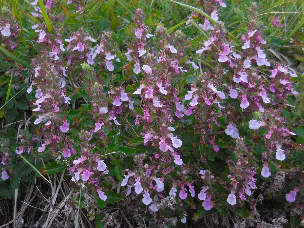 Teucrium chamaedrys, Wall Germander