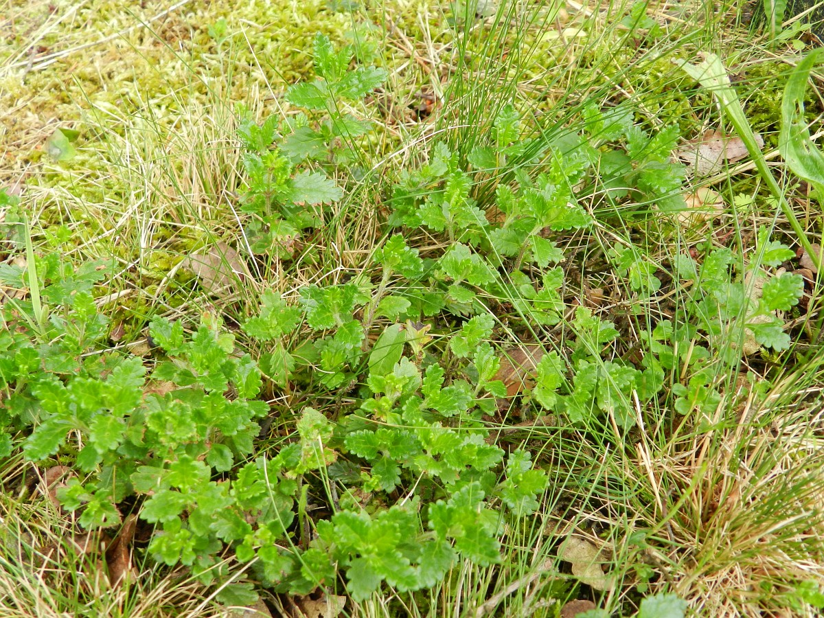 Teucrium chamaedrys, Wall Germander