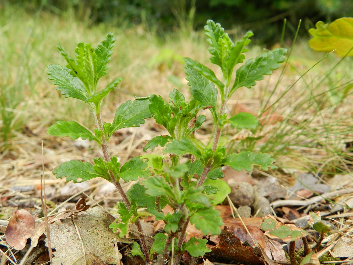 Teucrium chamaedrys, Wall Germander