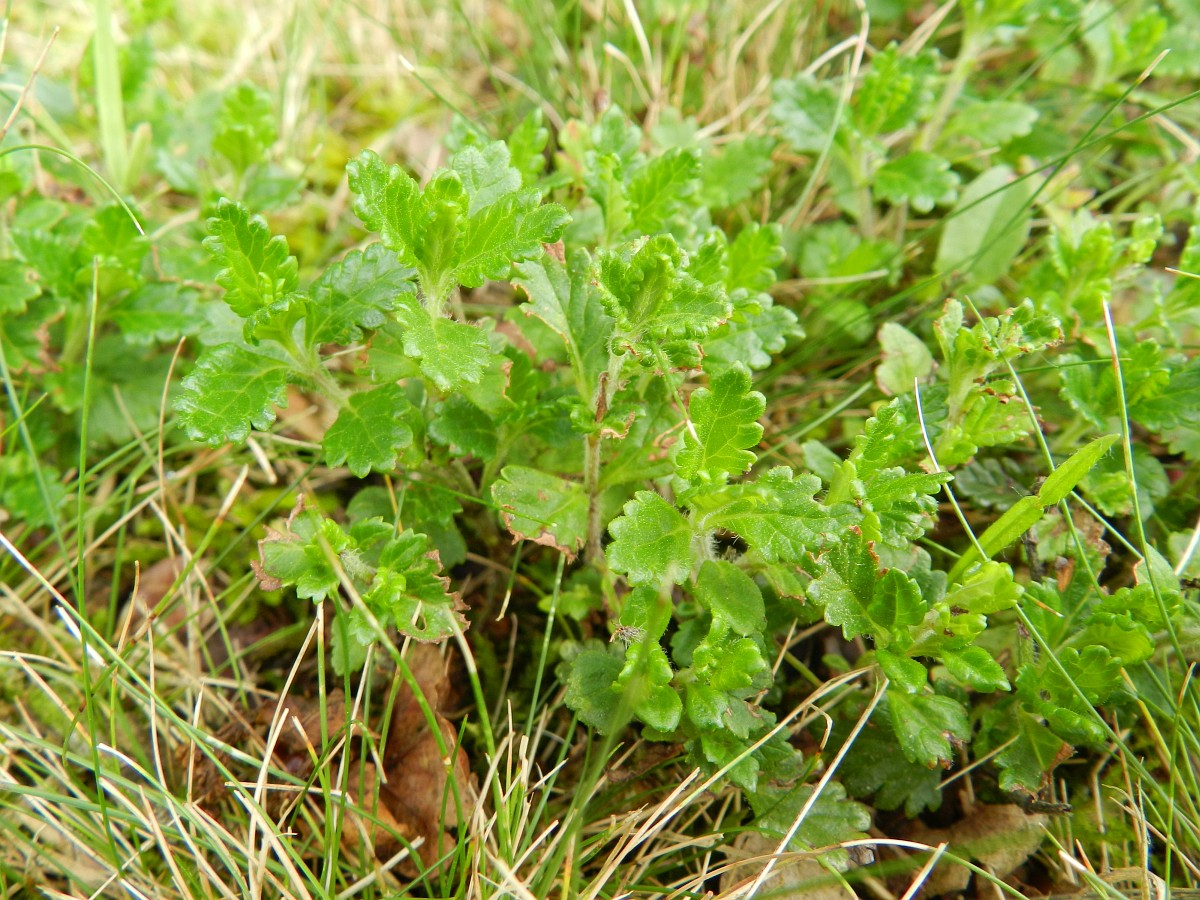 Teucrium chamaedrys, Wall Germander