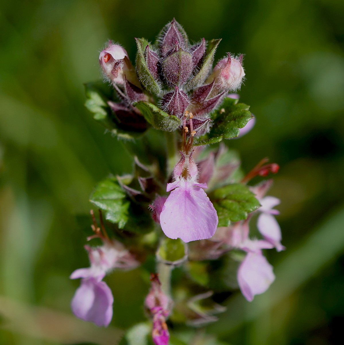 Teucrium chamaedrys, Wall Germander