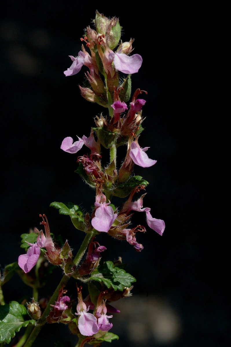 Teucrium chamaedrys, Wall Germander