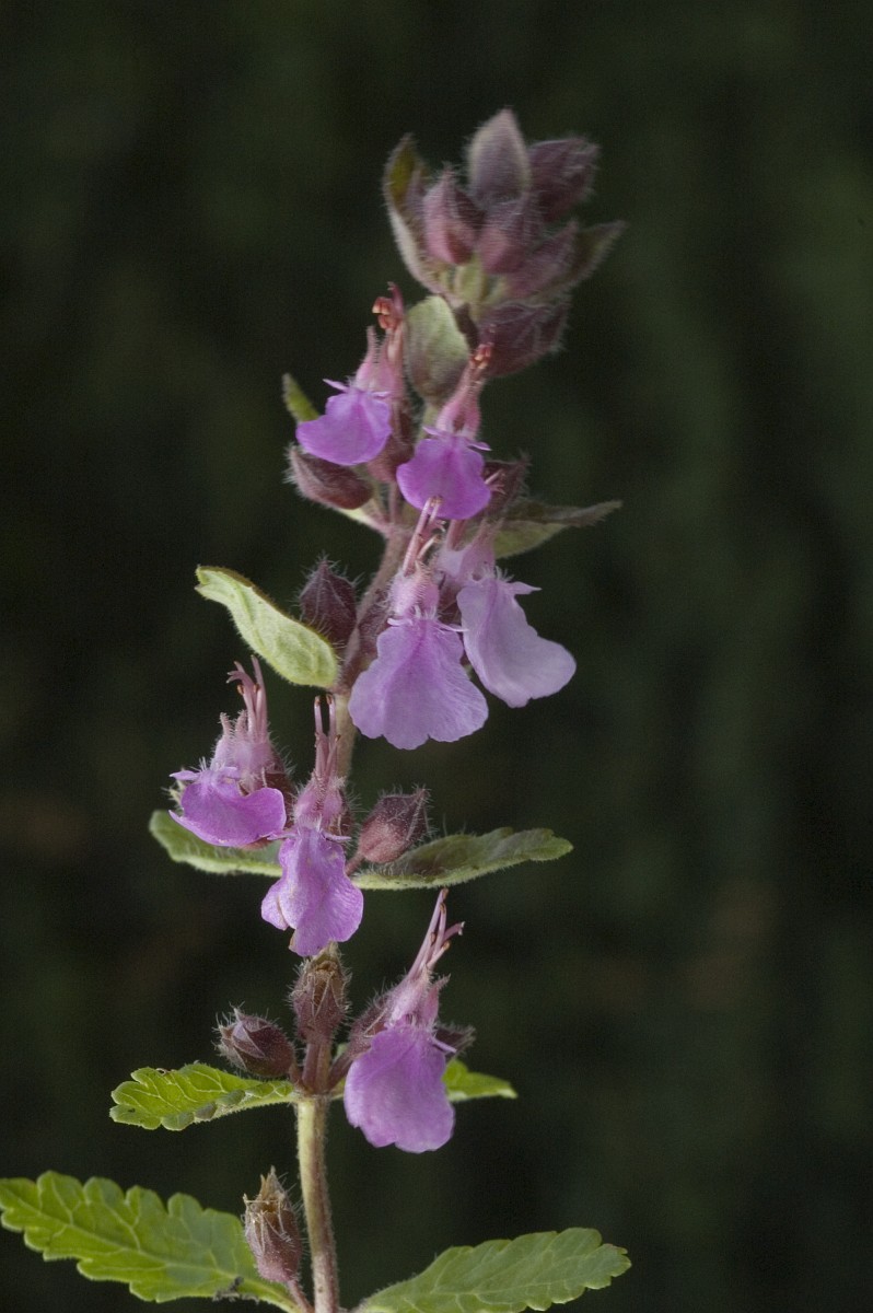 Teucrium chamaedrys, Wall Germander