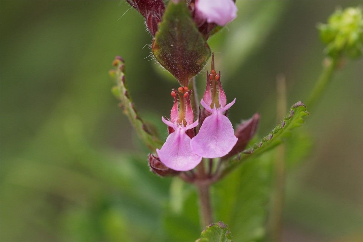Teucrium chamaedrys, Wall Germander