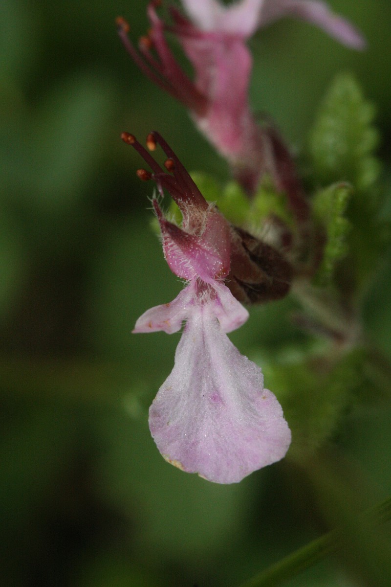 Teucrium chamaedrys, Wall Germander