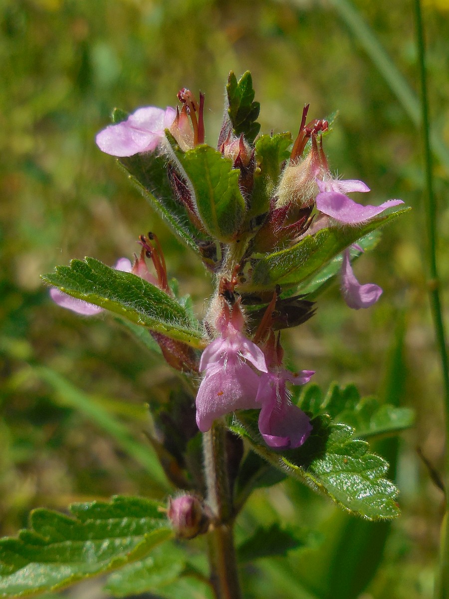 Teucrium chamaedrys, Wall Germander