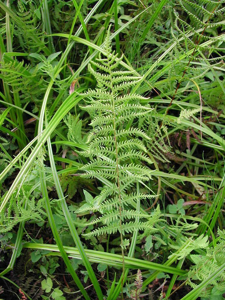 Thelypteris palustris, Marsh Fern
