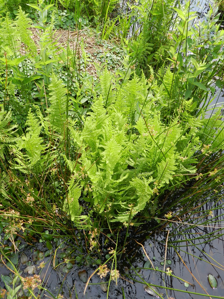 Thelypteris palustris, Marsh Fern