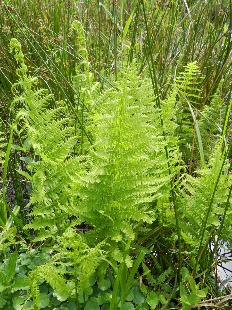 Thelypteris palustris, Marsh Fern