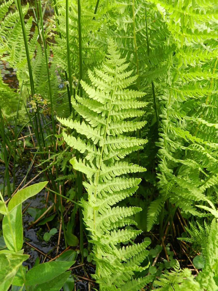 Thelypteris palustris, Marsh Fern