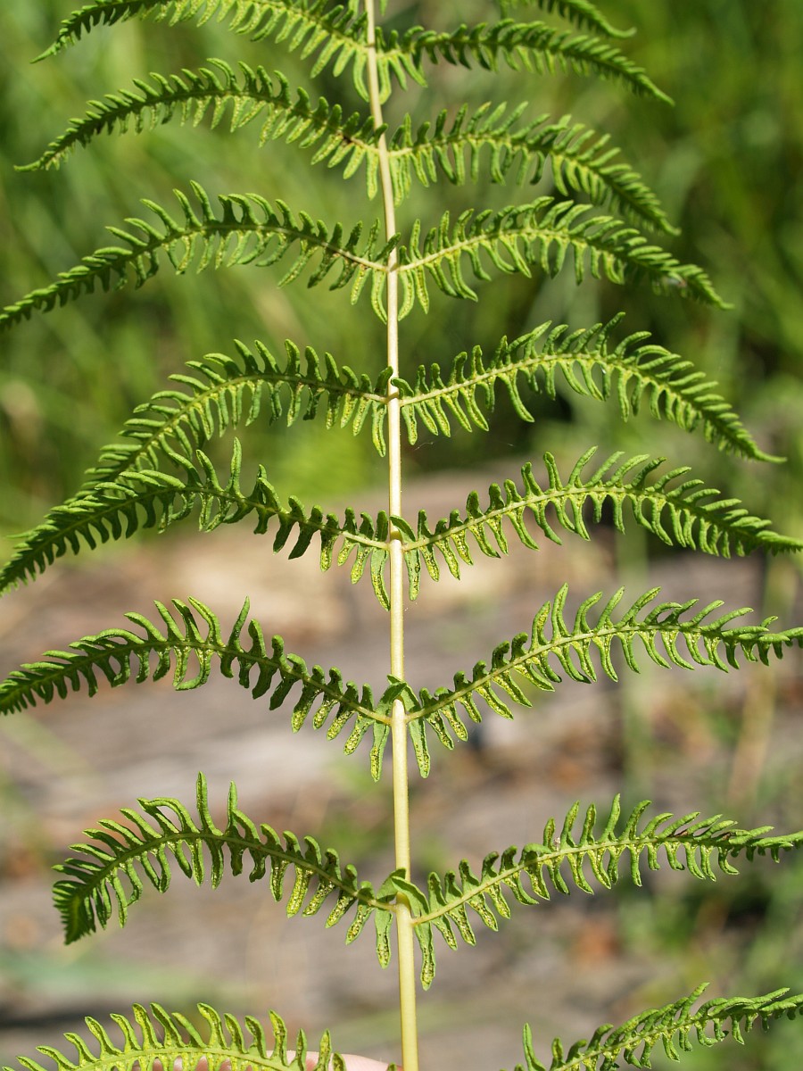 Thelypteris palustris, Marsh Fern
