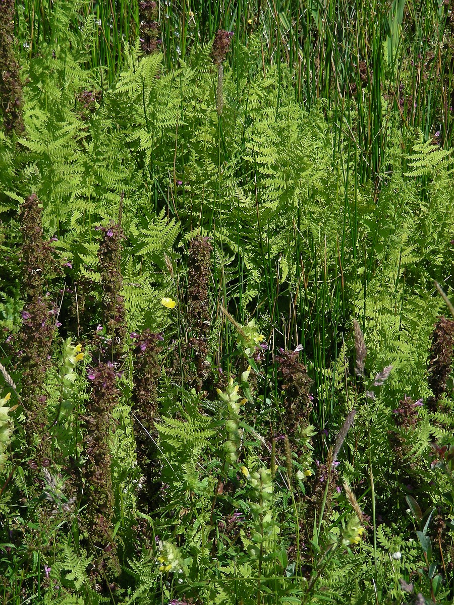 Thelypteris palustris, Marsh Fern