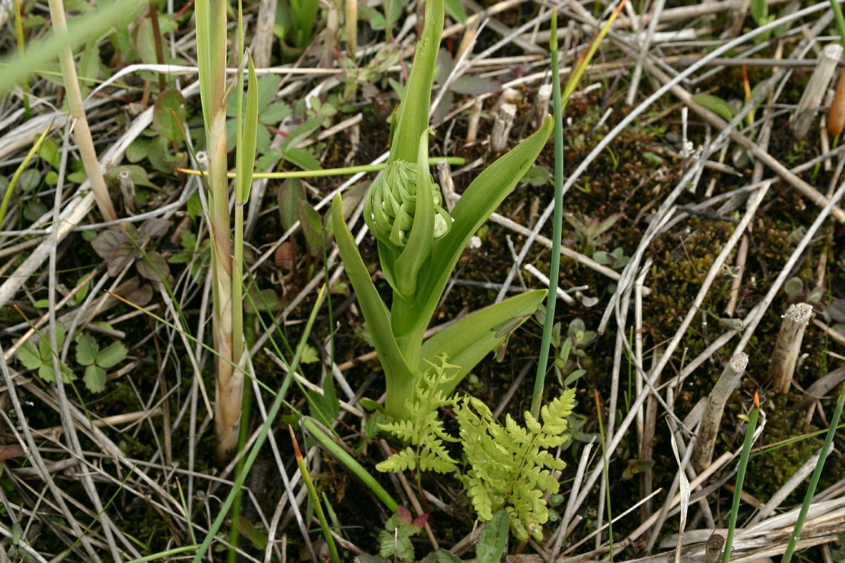 Thelypteris palustris, Marsh Fern