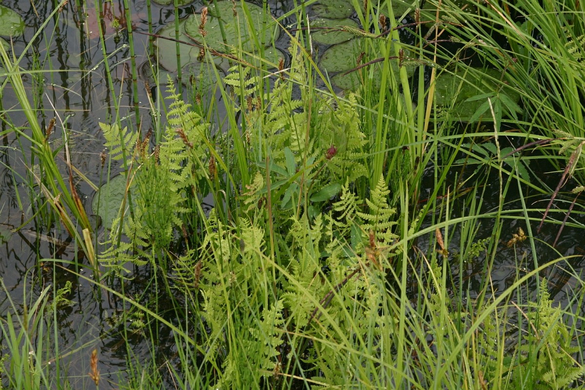 Thelypteris palustris, Marsh Fern
