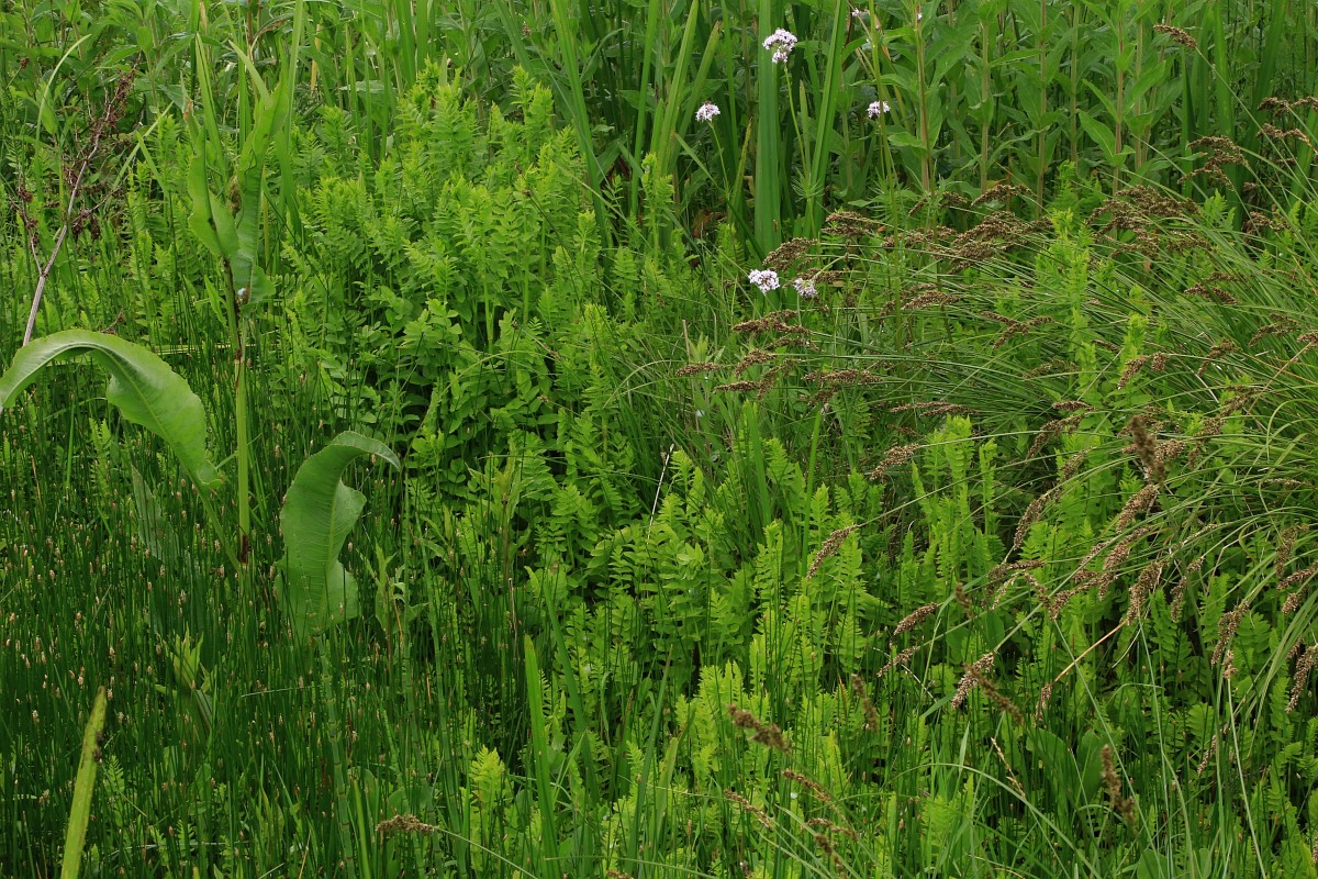 Thelypteris palustris, Marsh Fern