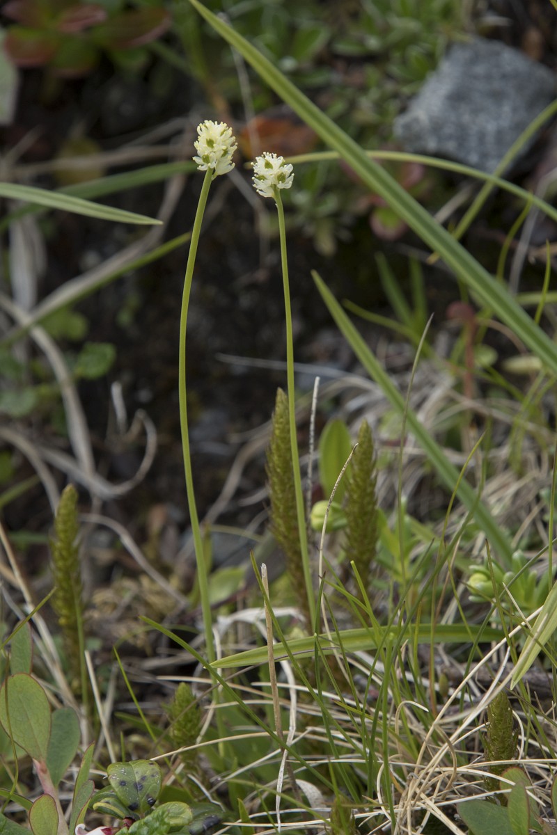 Tofieldia pusilla, Scottish Asphodel