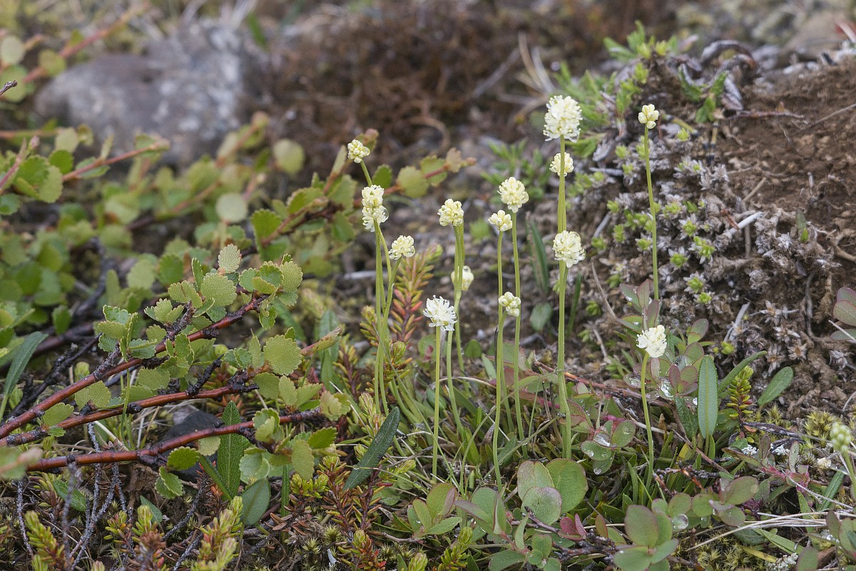 Tofieldia pusilla, Scottish Asphodel