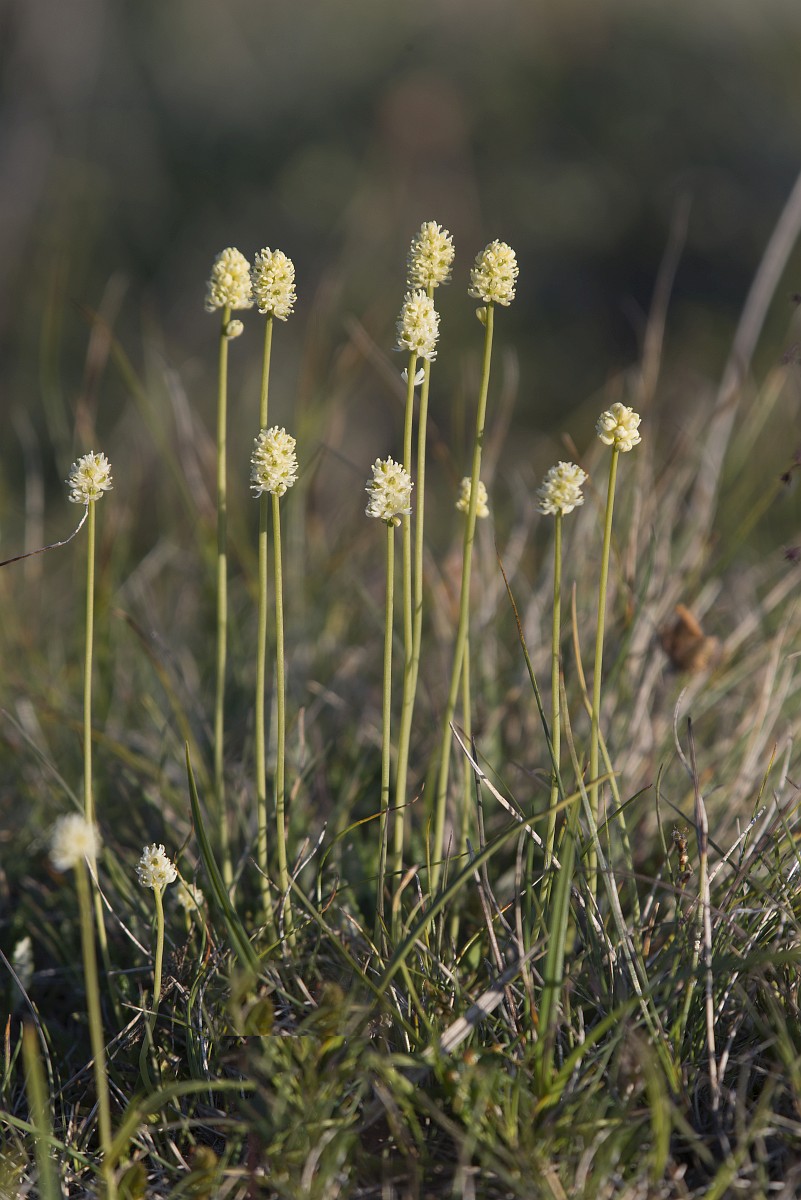 Tofieldia pusilla, Scottish Asphodel
