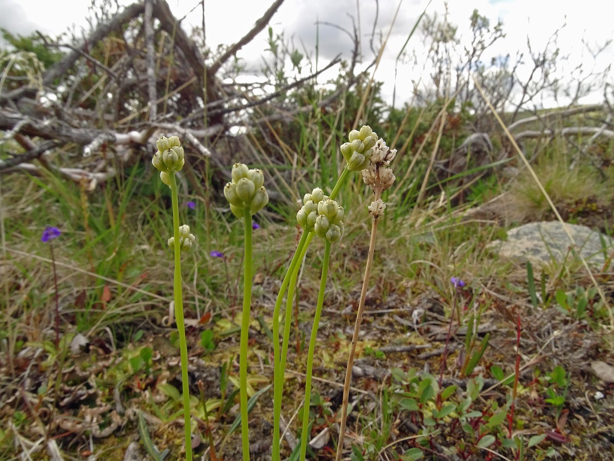 Tofieldia pusilla, Scottish Asphodel