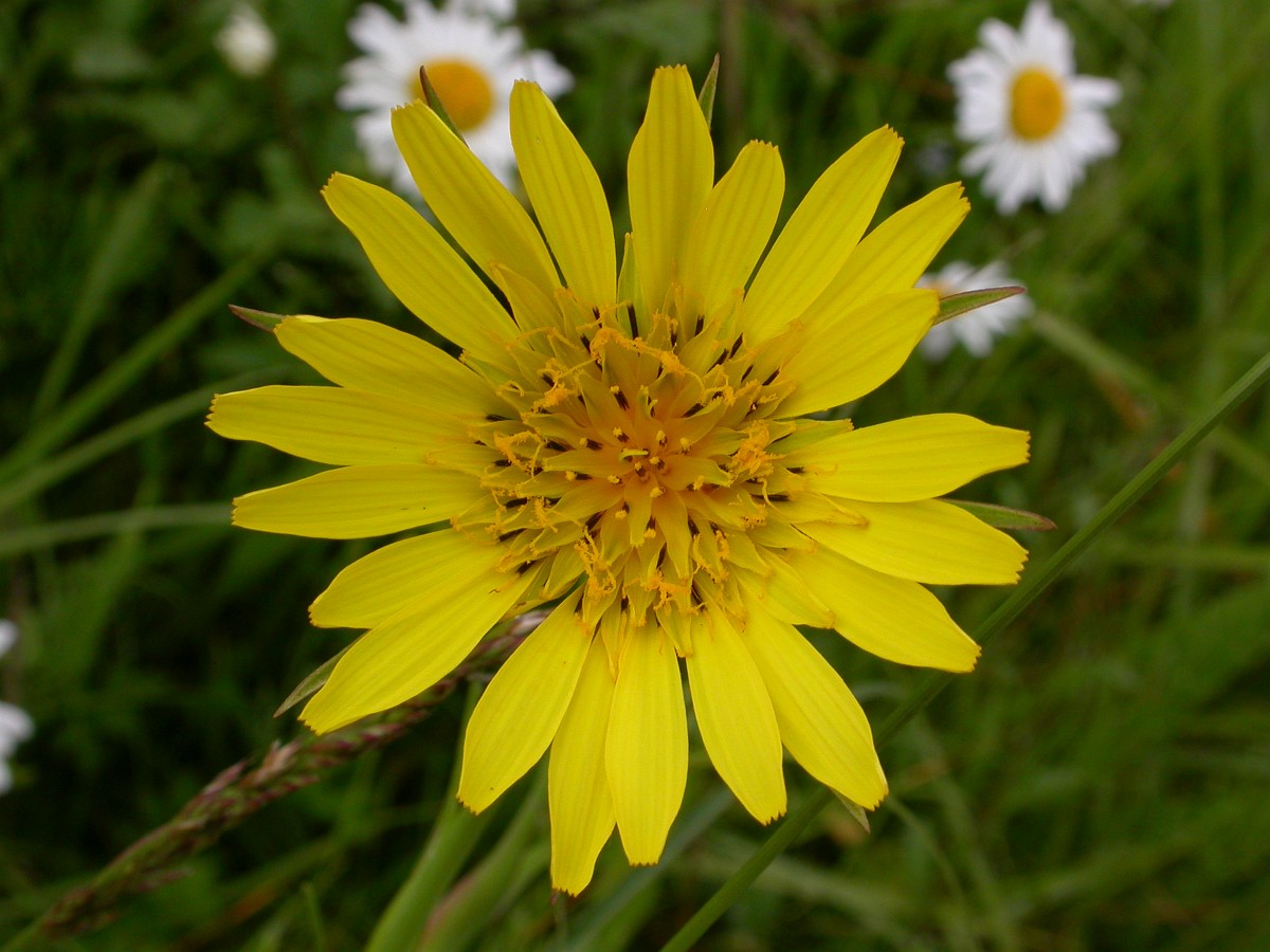 Tragopogon pratensis, Goat's-beard