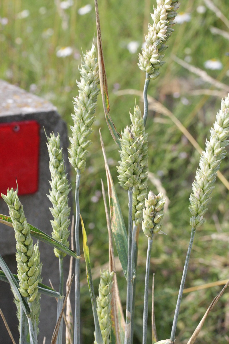 Triticum aestivum, Wheat