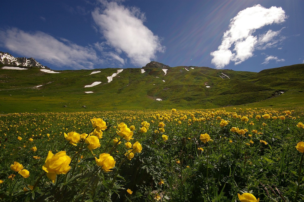 Trollius europaeus, Globe-flower