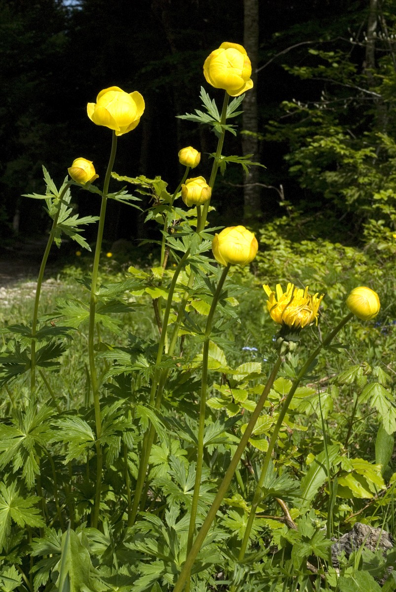Trollius europaeus, Globe-flower