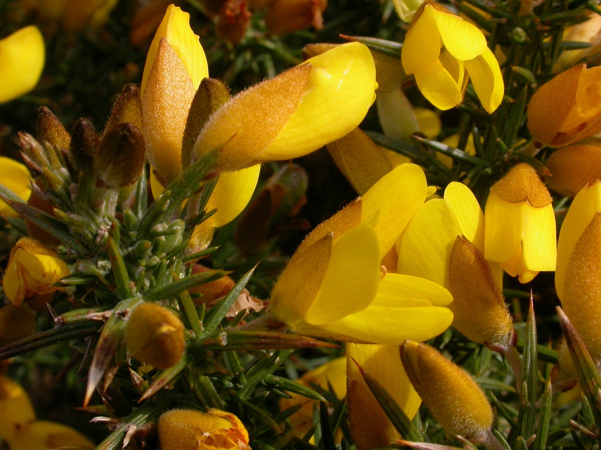 Ulex europaeus, Common Gorse