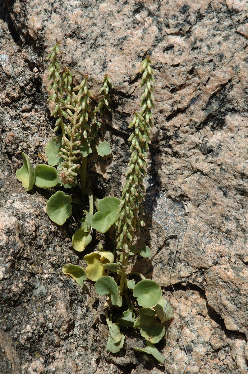 Umbilicus rupestris, Navelwort