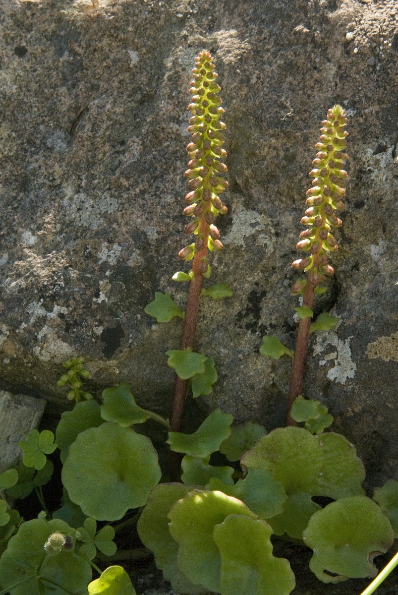 Umbilicus rupestris, Navelwort