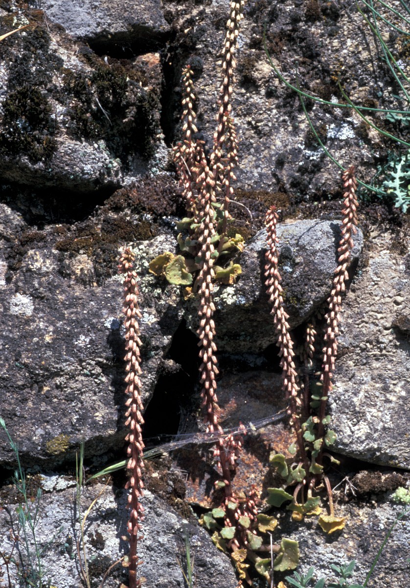 Umbilicus rupestris, Navelwort