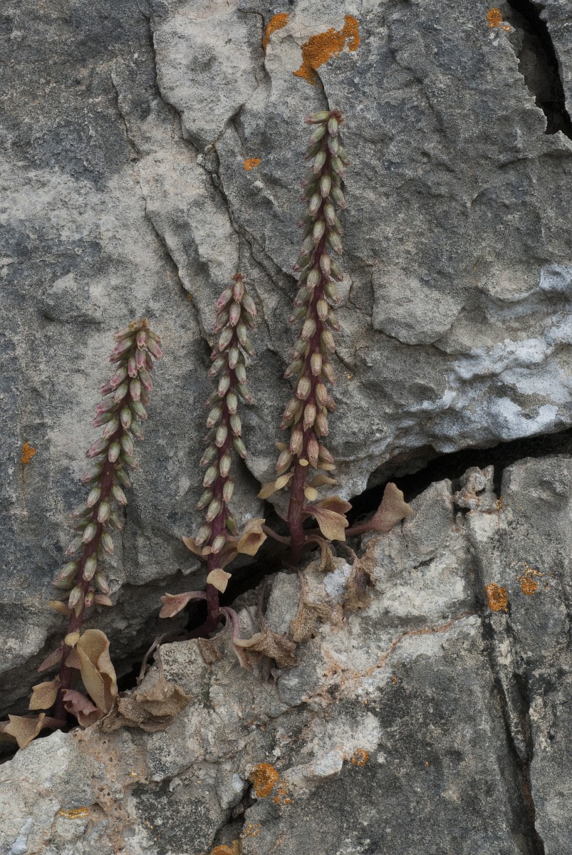Umbilicus rupestris, Navelwort