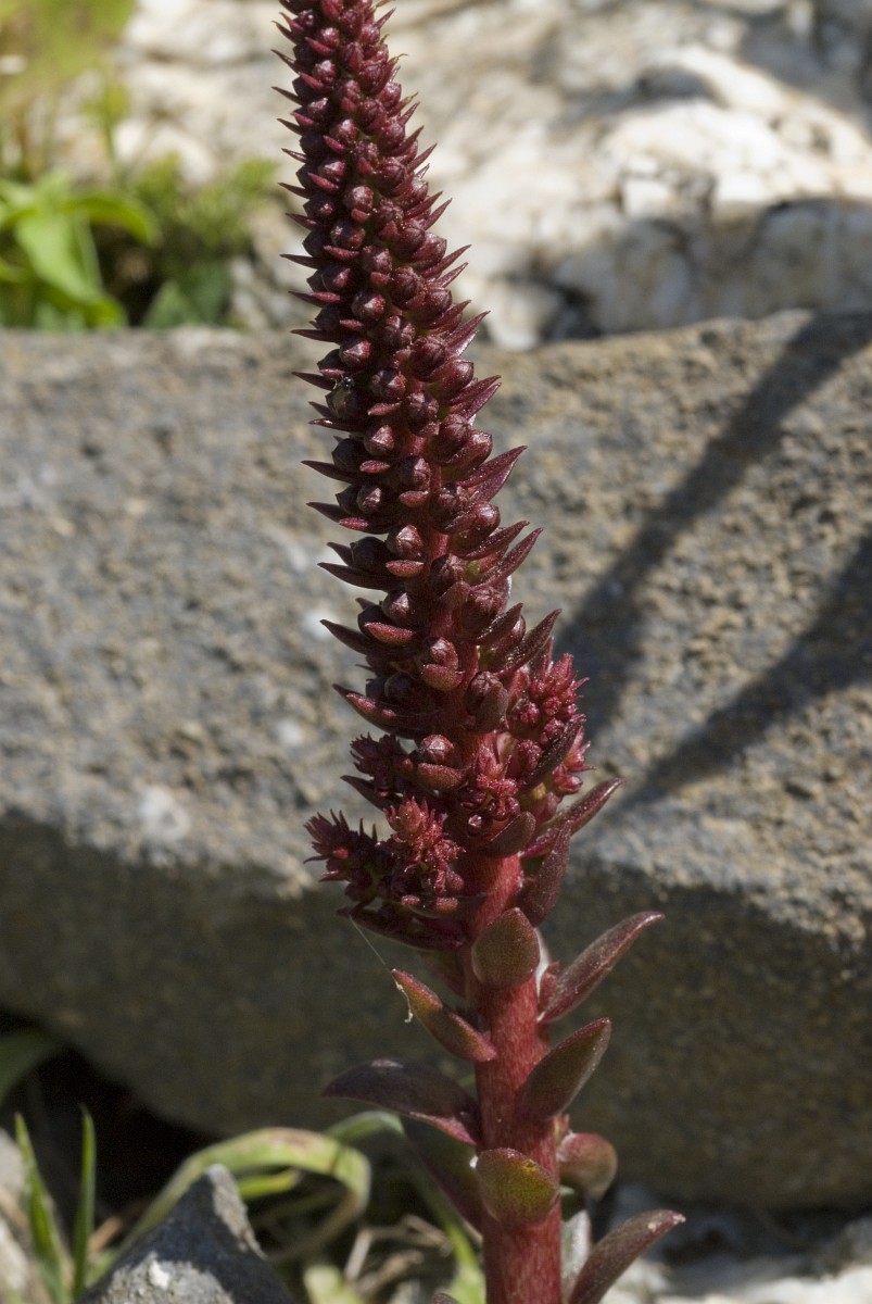 Umbilicus rupestris, Navelwort