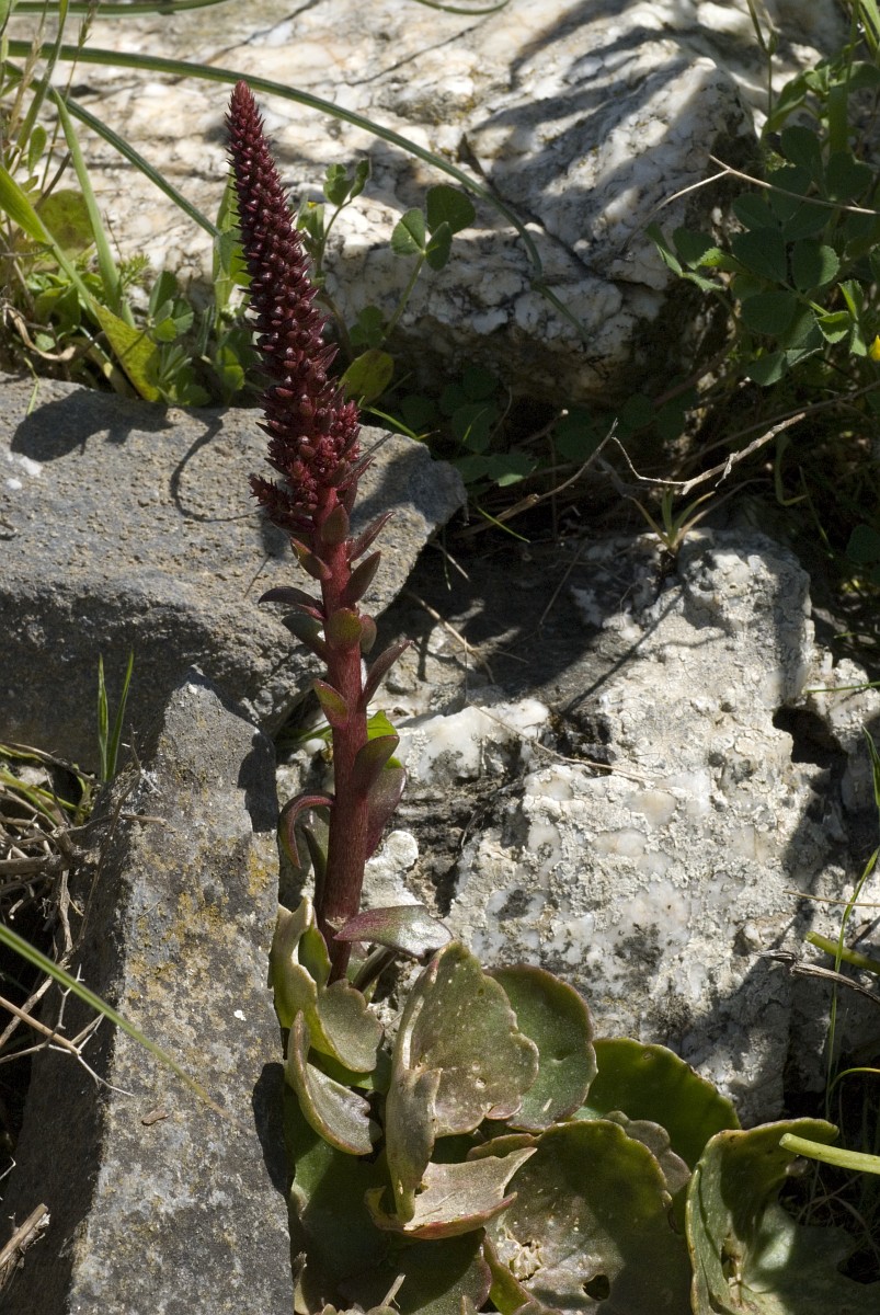 Umbilicus rupestris, Navelwort