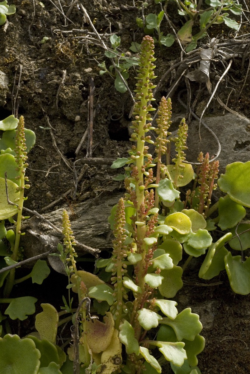 Umbilicus rupestris, Navelwort