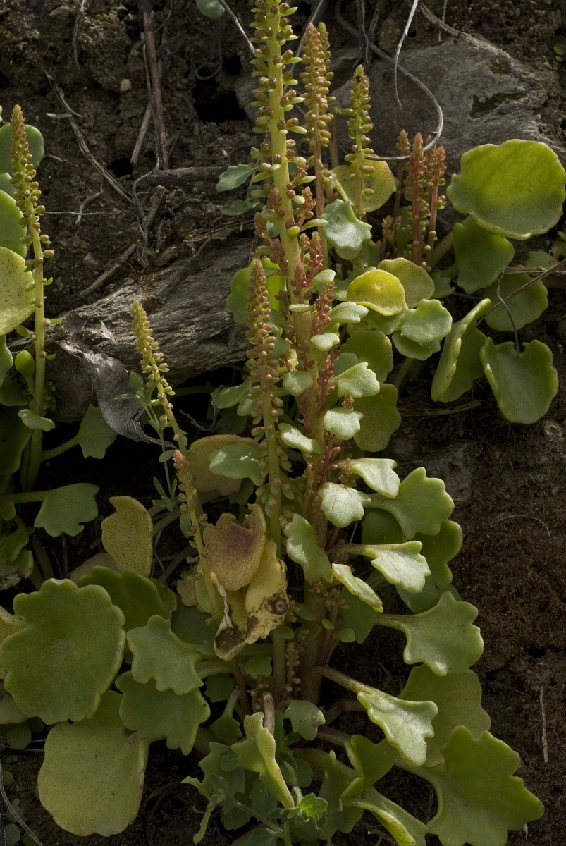 Umbilicus rupestris, Navelwort