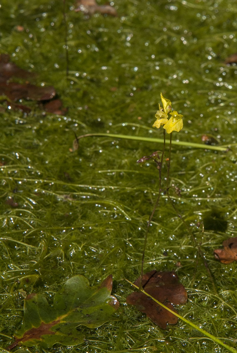Utricularia minor, Lesser Bladderwort