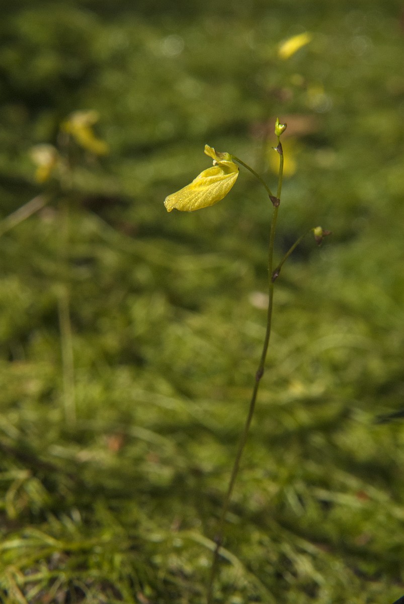 Utricularia minor, Lesser Bladderwort