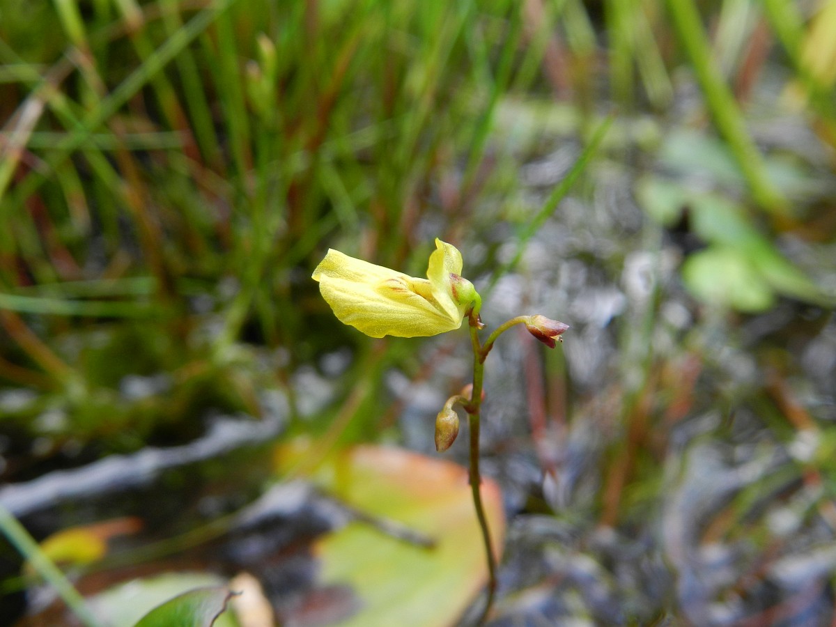 Utricularia minor, Lesser Bladderwort