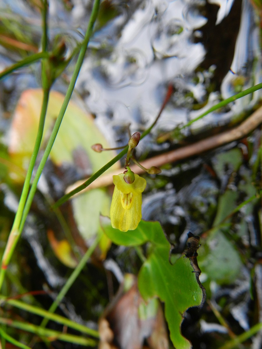 Utricularia minor, Lesser Bladderwort
