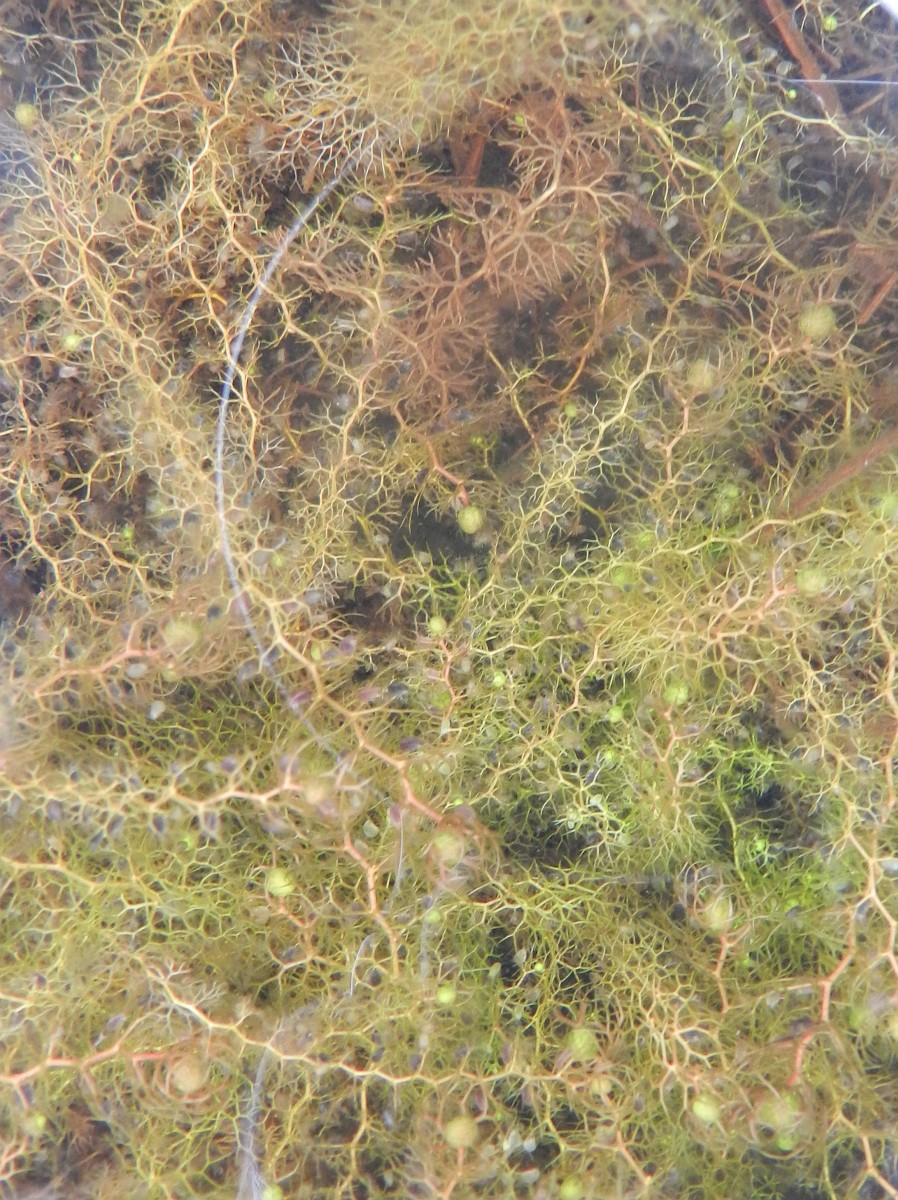 Utricularia minor, Lesser Bladderwort